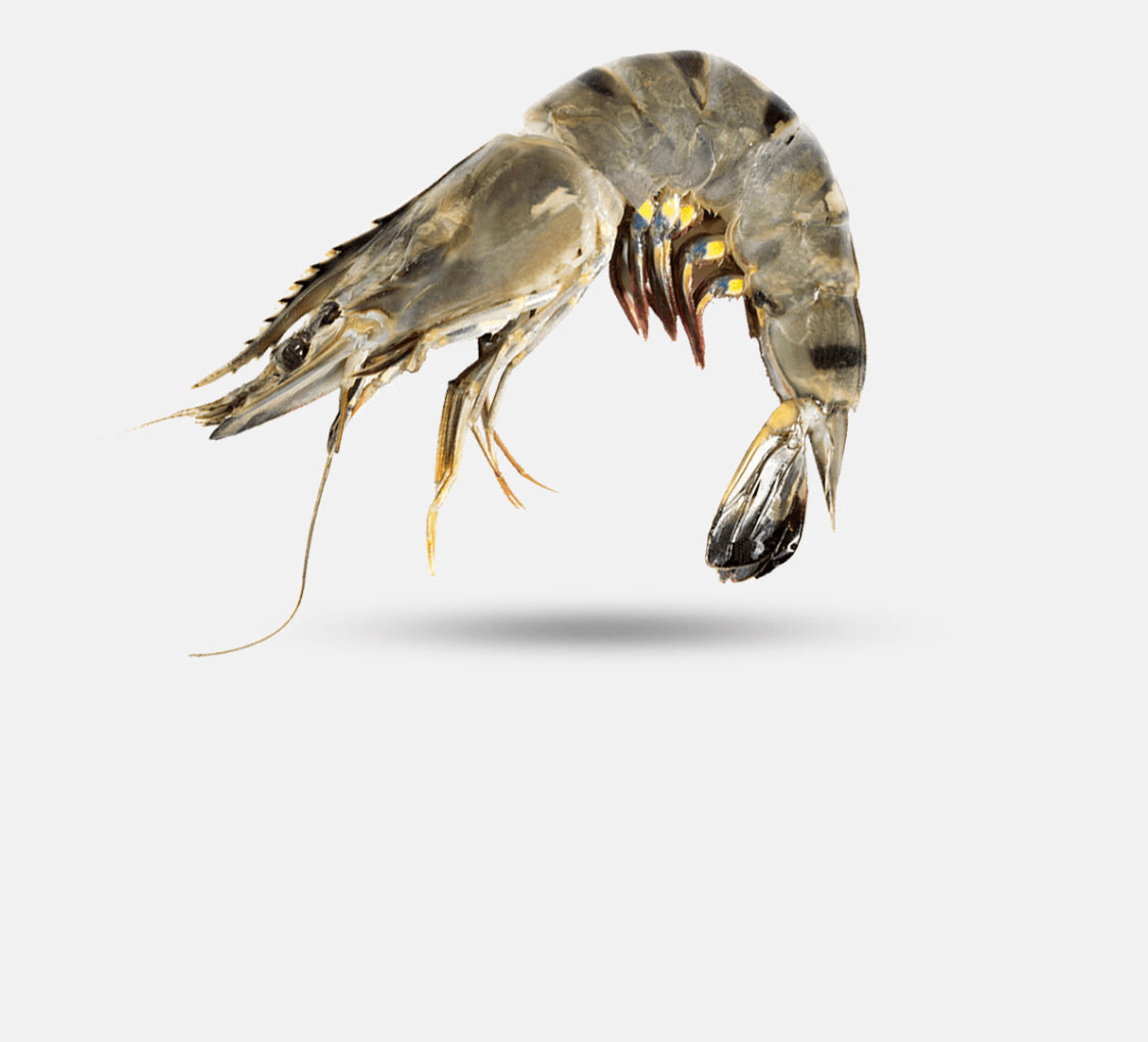 Fresh Tiger Prawn Medium Size 1KG – Nikmart Halal Frozen
